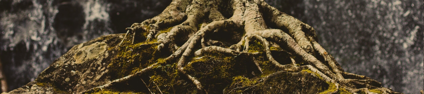 Shop Weed Menu Order Online | RUUTED